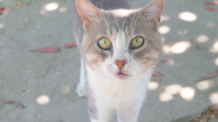 Vagrant Cat. Dirty Animal in Stock Footage Video (100% Royalty-free ...