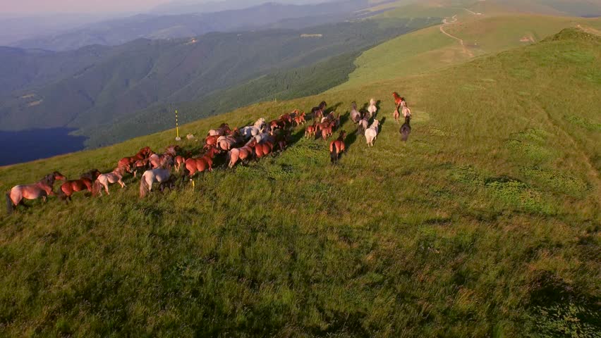 Aerial Of Horses Running Through Beautiful Sunny Mountain Meadow Spring ...