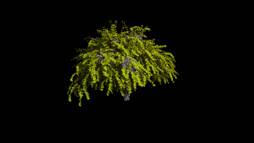Animation Bush, Leaves Rustling In The Wind, With An Alpha Channel ...
