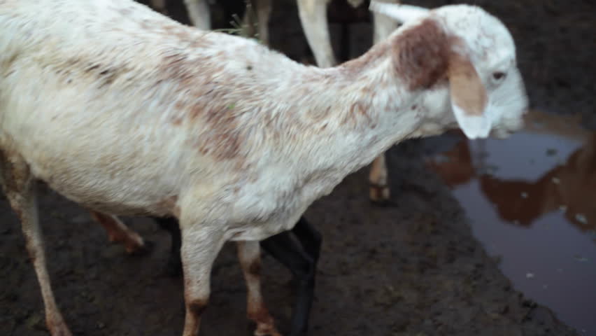 Dirty Goats and Sheep in Stock Footage Video (100% Royalty-free ...