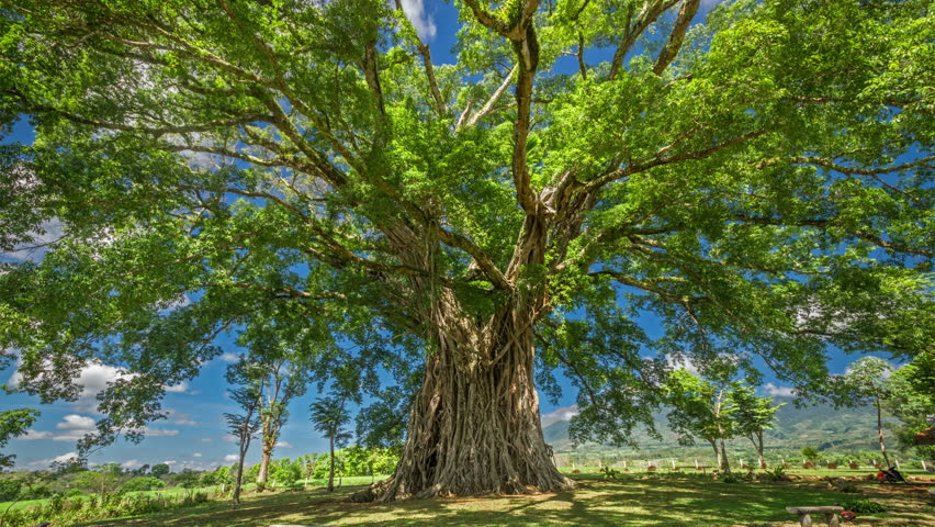 A Shot Of Biggest And Oldest Tree In Negros Oriental, Philippines ...
