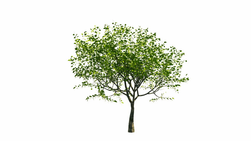 Growing Tree On White Background, Isolated Object. Convenient For ...