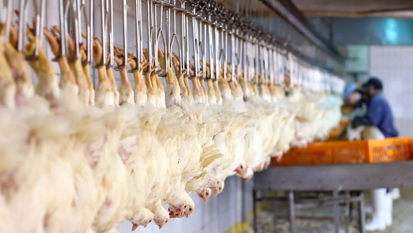 Butcher Cutting Pork Meat In Meat Factory. Fresh Raw Pork Chops In Meat ...