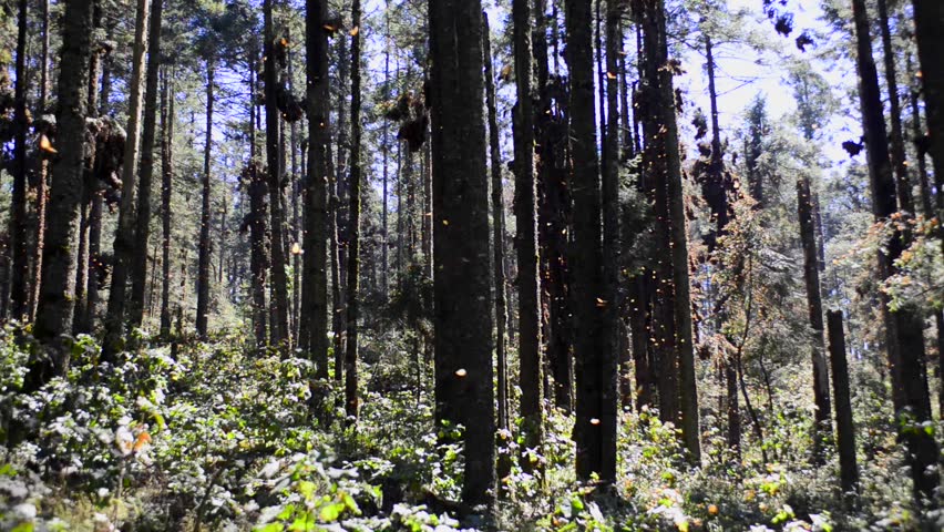 Monarch Butterfly Migrate Winter Mexico Oyamel Tree Forest Before ...