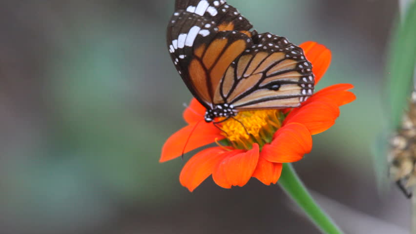 Videoclip stock a tema Monarch Butterfly | Shutterstock