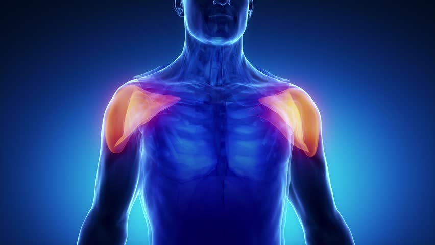 Deltoid Muscle - Zoom in Stock Footage Video (100% Royalty-free ...