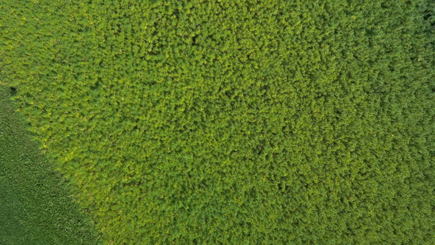 Aerial, vertical - Cannabis field 스톡 비디오 클립 | Shutterstock