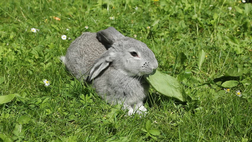 The Hare Eats a Grass Stock Footage Video (100% Royalty-free) 1205869 ...