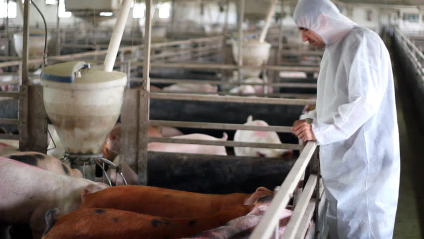 Veterinarian Doctor Examining Pigs at Stock Footage Video (100% Royalty ...