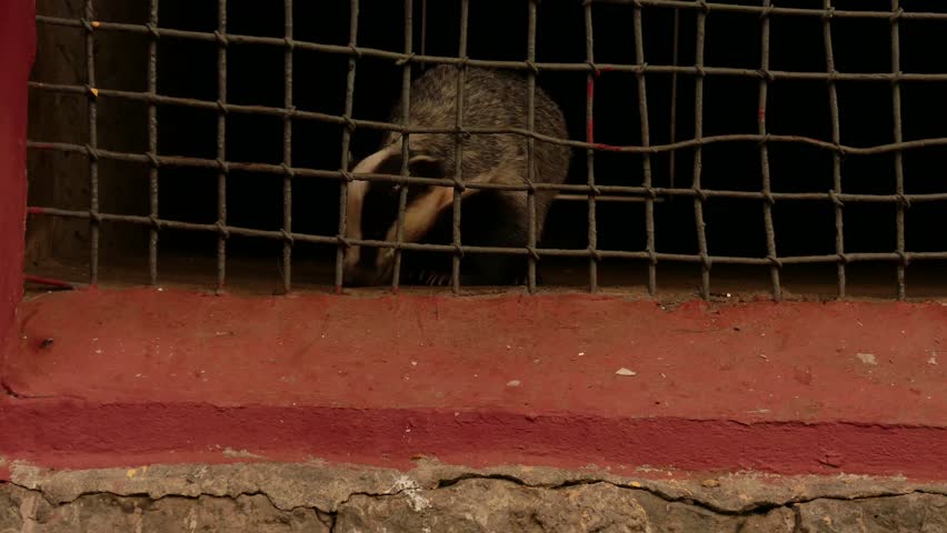 Badger Behind Bars. a Great Stock Footage Video (100% Royalty-free ...
