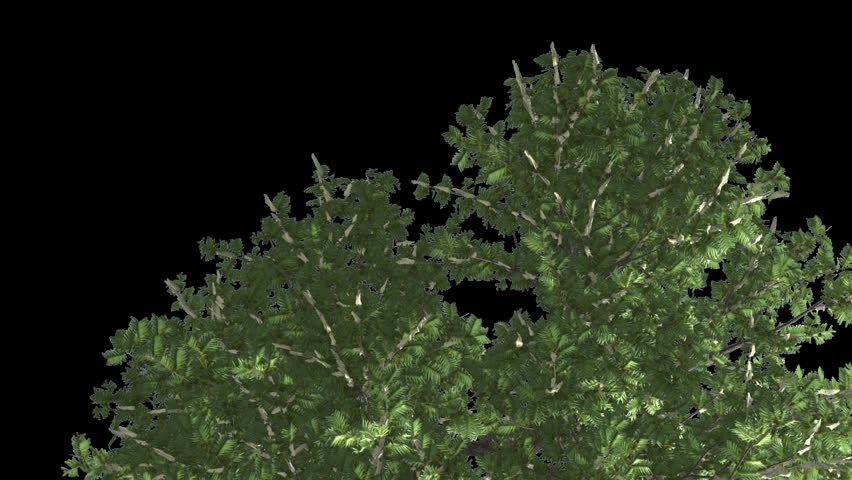 Broadleaf, Chromakey, Isolated Tree, Chroma Key, Alfa, Alfa Channel ...