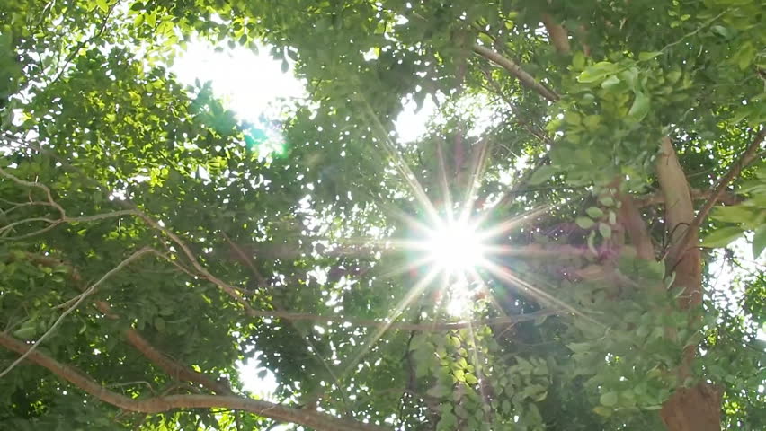 Sunlight Flicker Through Tall Tree Crown, Rainforest Hanging Roots ...