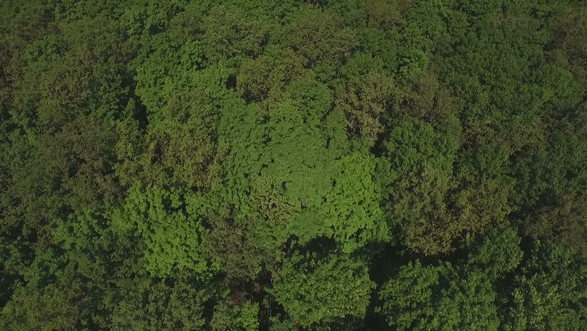Forest,bird Eye View Stock Footage Video 14243264 | Shutterstock