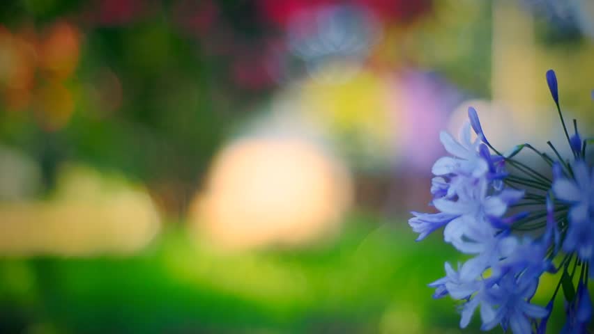 Cinemagraph Loop - A Blue Flower Sways In The Forefront With A Green ...