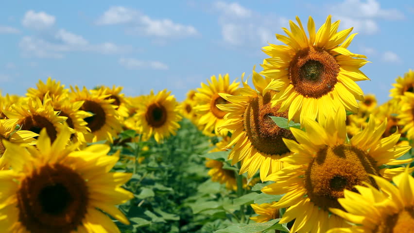 Topinambur (Helianthus Tuberosus) Yellow Flowers In Late Summer Blown ...