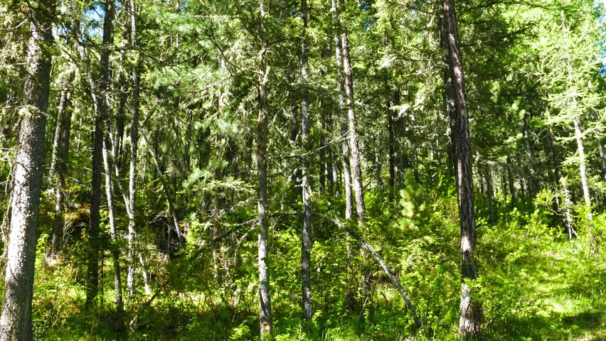 Forest Landscape, Russian Taiga, 4k Stock Footage Video (100% Royalty ...