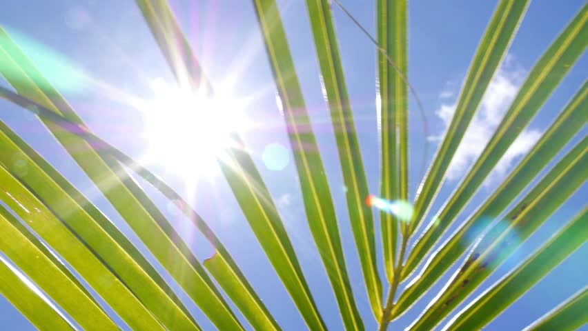 Tropical Palm Tree Leaf in Stock Footage Video (100% Royalty-free ...