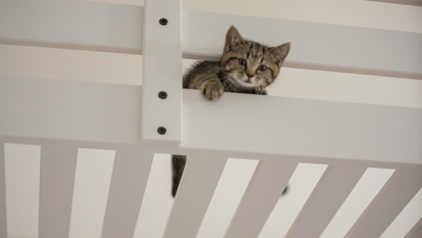 Kitten Climbing Down The Ladder Almost Falling. Baby Cat Walking On ...
