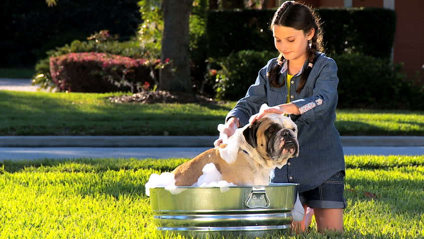 Young Caucasian Girl Washing The Family Bulldog Outdoors In The Garden ...