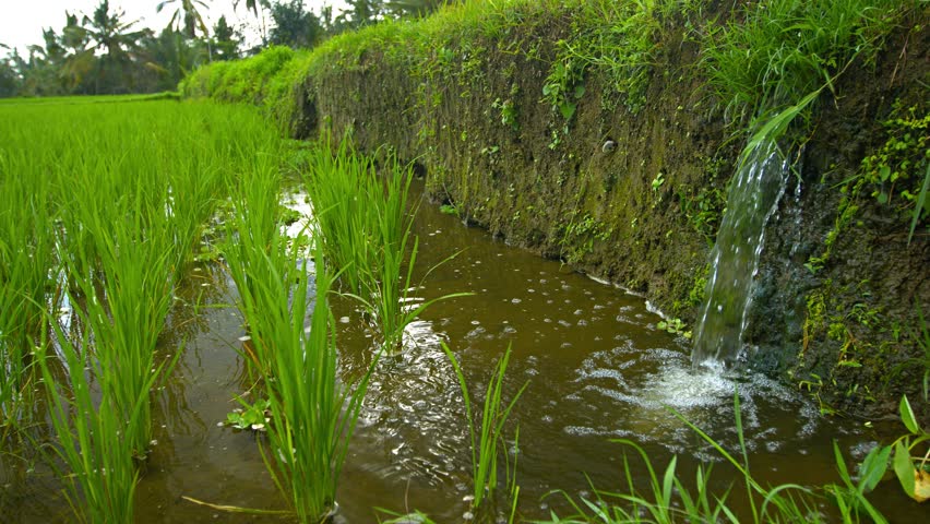 Irrigation Systems For Rice