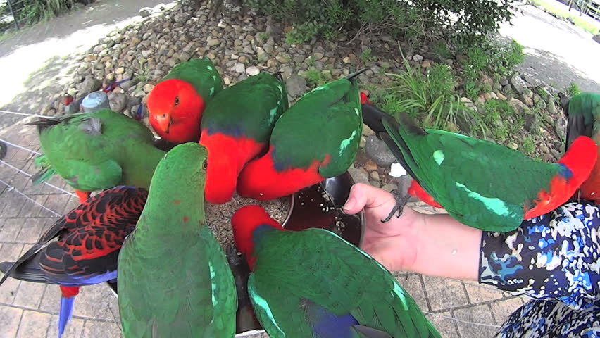 Group of Australian Parrots Fighting Stock Footage Video (100% Royalty ...