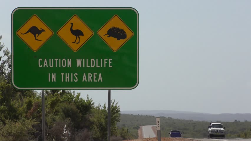 Stock Video Clip of Wildlife Traffic Warning Sign on highway in ...