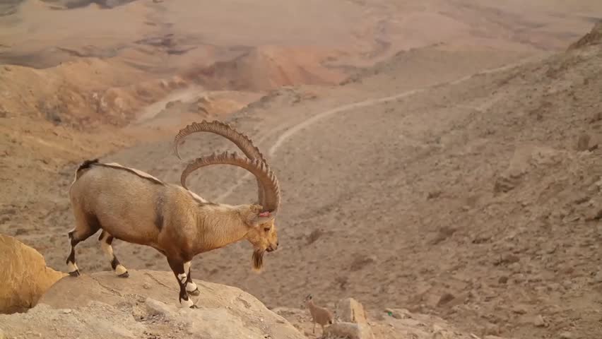 Wild Mountain Goat In The Desert. Stock Footage Video 13022849 ...