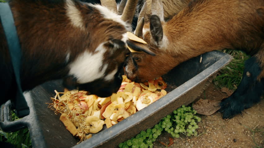 Domestic Goats Eating Vegetables at Stock Footage Video (100% Royalty ...
