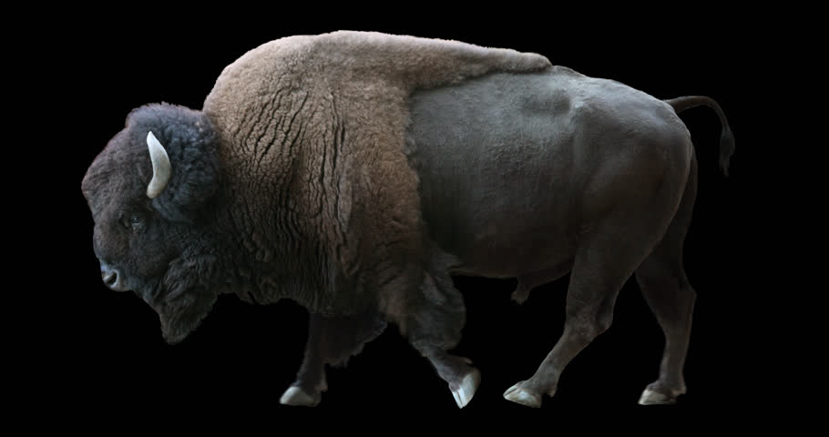 Wild Boar Gallop Runs. Animation Is Cyclic And Isolated. Alpha Channel ...