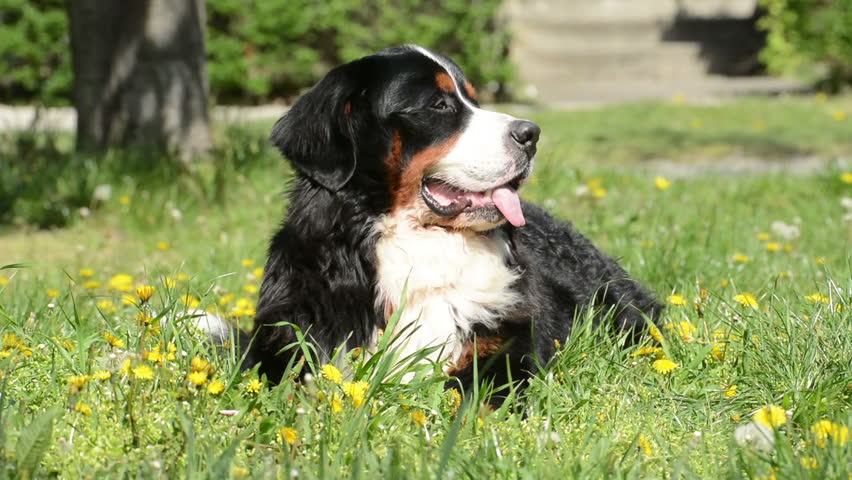 Bernese Mountain Dog (berner Sennenhund) Stock Footage Video (100% ...
