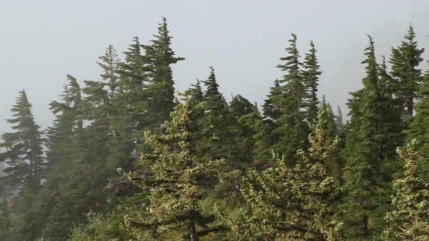 Stock video of pine trees in alaska | 13224779 | Shutterstock