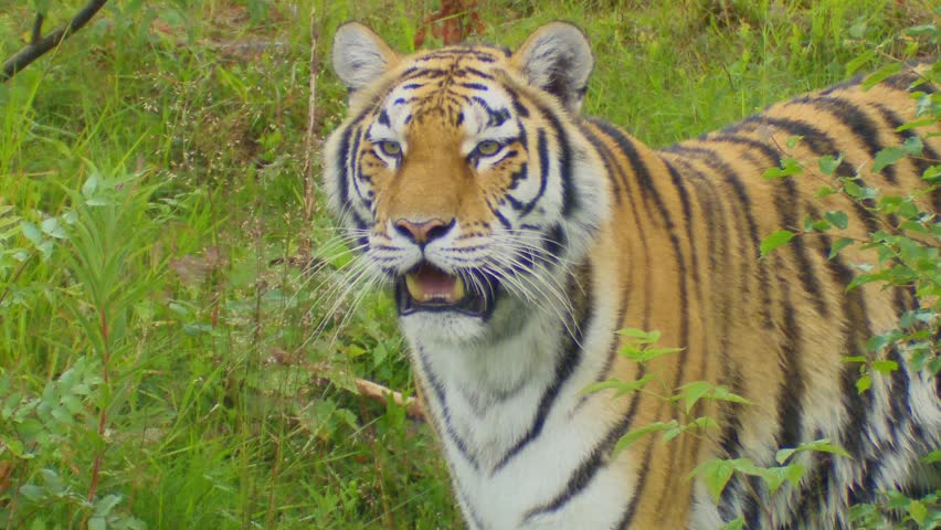 Tiger Screaming Shot In Forest Varastovideo 6739180 | Shutterstock