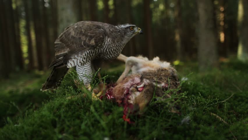 Stock Video Clip of Goshawk, bird of prey, hawk kill hare | Shutterstock