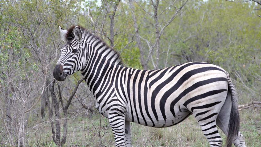 Plains Zebra (Equus Quagga) Herd Grazing In Ngorongoro Crater, One ...