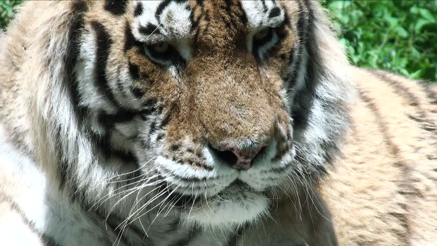 Amur Tiger In Forest Laying On Ground Close View Of Head Blinking Eyes ...