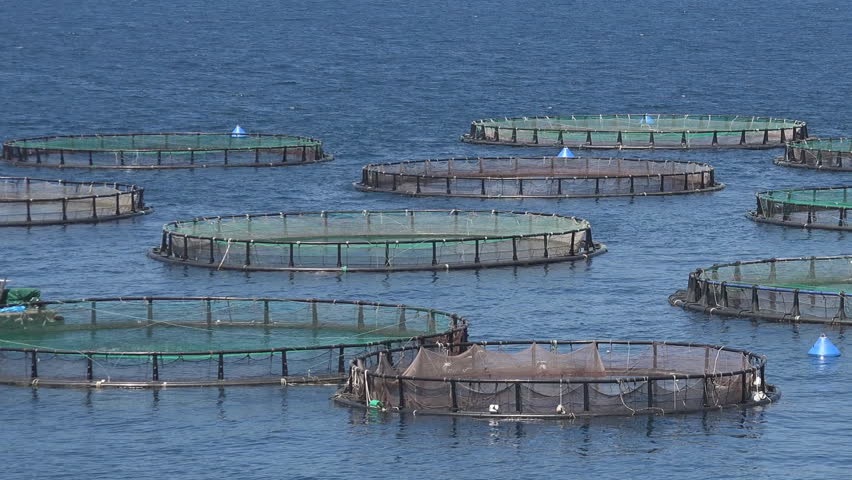 4K Sea Fish Farm, Hatchery Fishing, Greece Aquaculture, Seafood ...