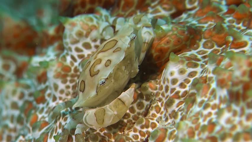 Sea Cucumber Swimming Crab Stock Footage Video (100% Royalty-free ...