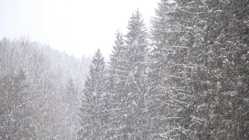 HD - Snow Falling On Trees. Stock Footage Video 3072814 | Shutterstock