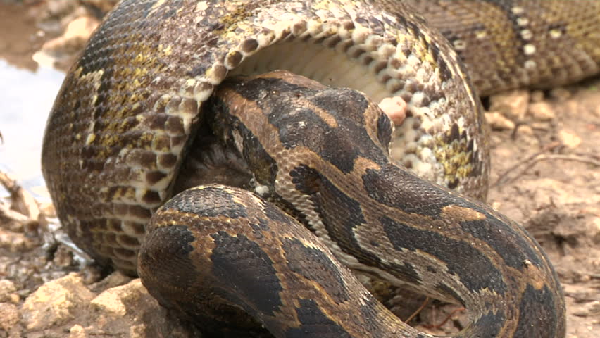 Python Eats Rat In Swamp Stock Footage Video 1392565 | Shutterstock