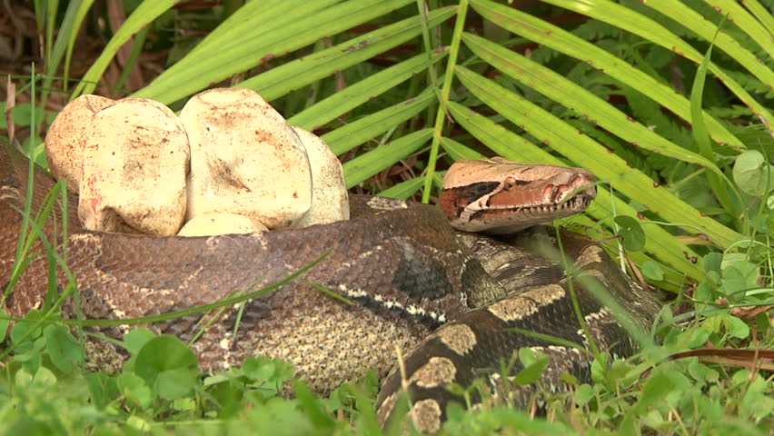 Stock video of python with eggs | 1395019 | Shutterstock