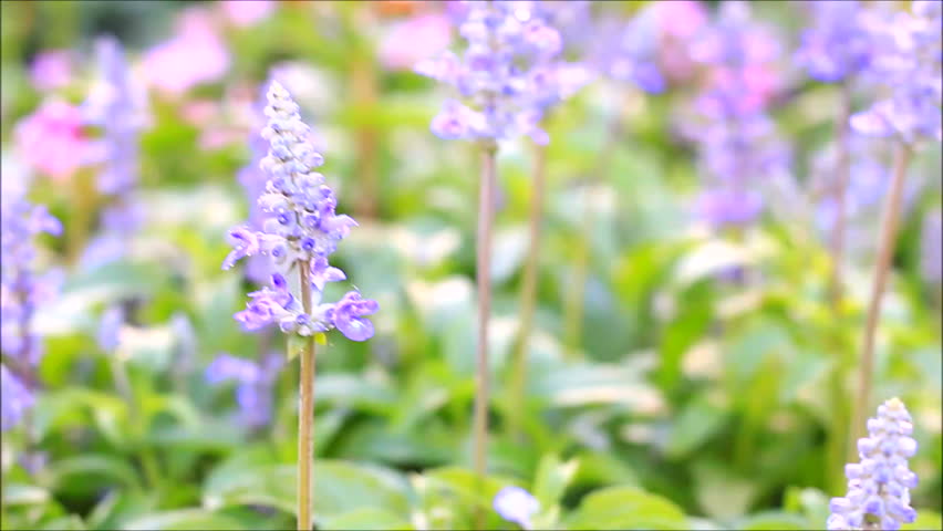 Nepeta Faassenii, Flowering Plant Also Known As Catmint And Faassens ...