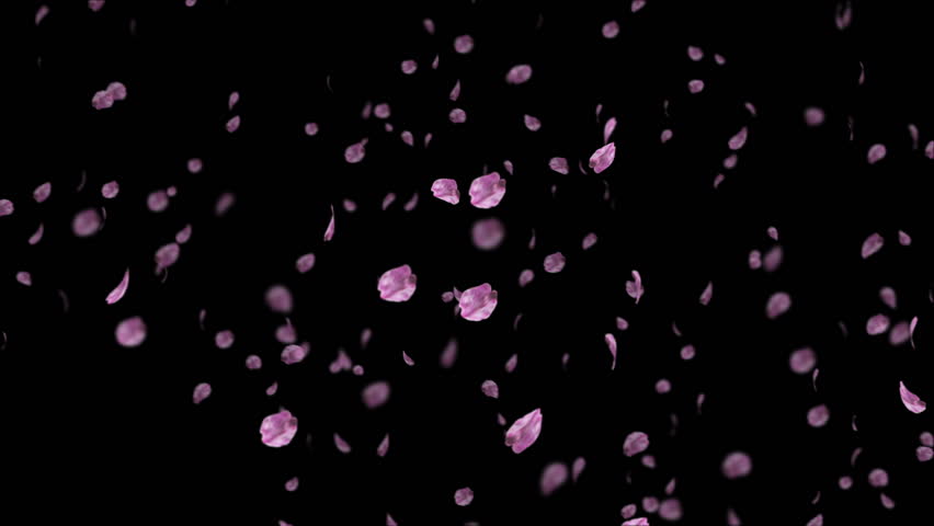 Spiral Cherry Blossom Petal Particle Type No.4 Stock Footage Video ...