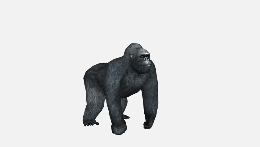 Video stock a tema Gorilla Walking and Chest Thumping, (100% royalty ...