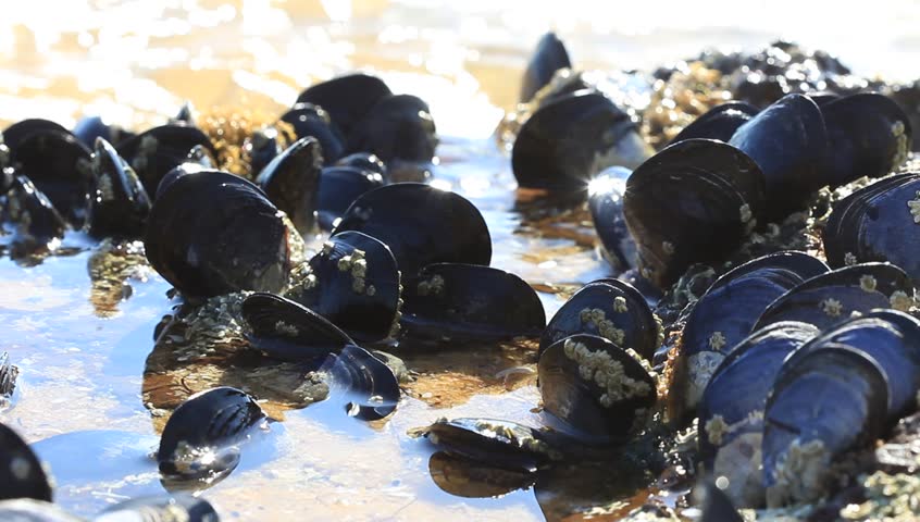 Calcareous shell Stock Video Footage - 4K and HD Video Clips | Shutterstock