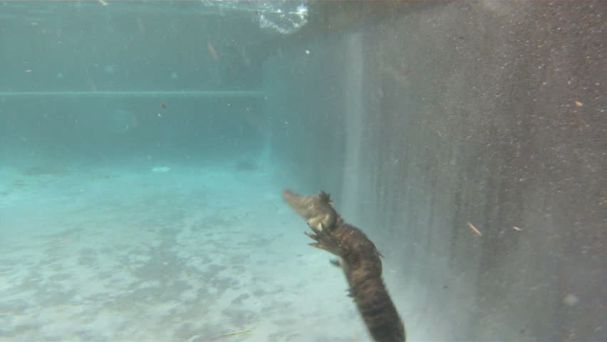 Baby Alligator in Pool (underwater Stock Footage Video (100% Royalty ...