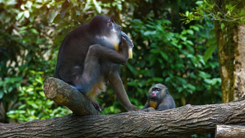 Mandrill sitting on a branch image - Free stock photo - Public Domain ...