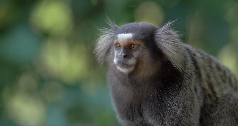 Sagui Monkey In The Wild, Looking Around And Jumping Out Of Scene In ...