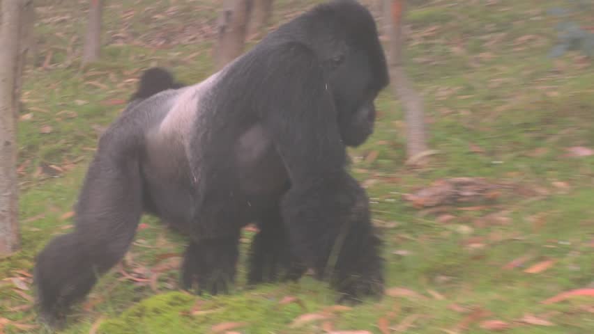 Stock video of a male silverback gorilla walks with | 1482559 ...