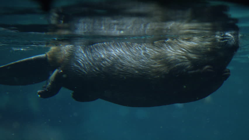 Canadian Beaver Swimming Under Water Stock Footage Video (100% Royalty ...
