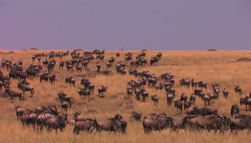 Desert Farm/Herd Of Cows In Desert/Animals On Sand Dunes/Agriculture In ...